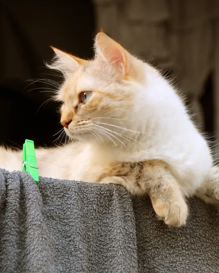 Katzenwäsche 3 | Pfarrbriefservice.de